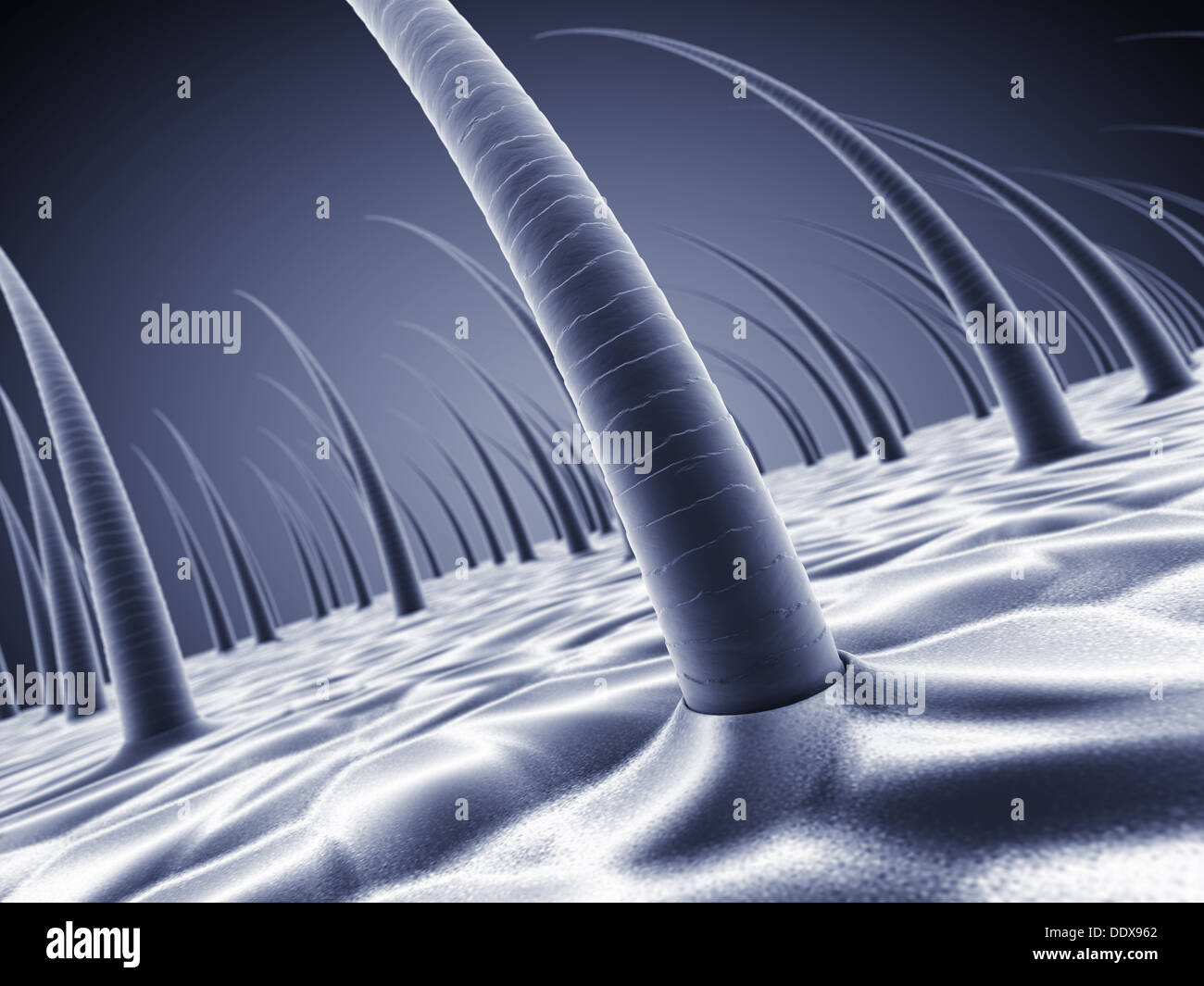 Human scalp and hair strands , detailed illustration Stock Photo - Alamy