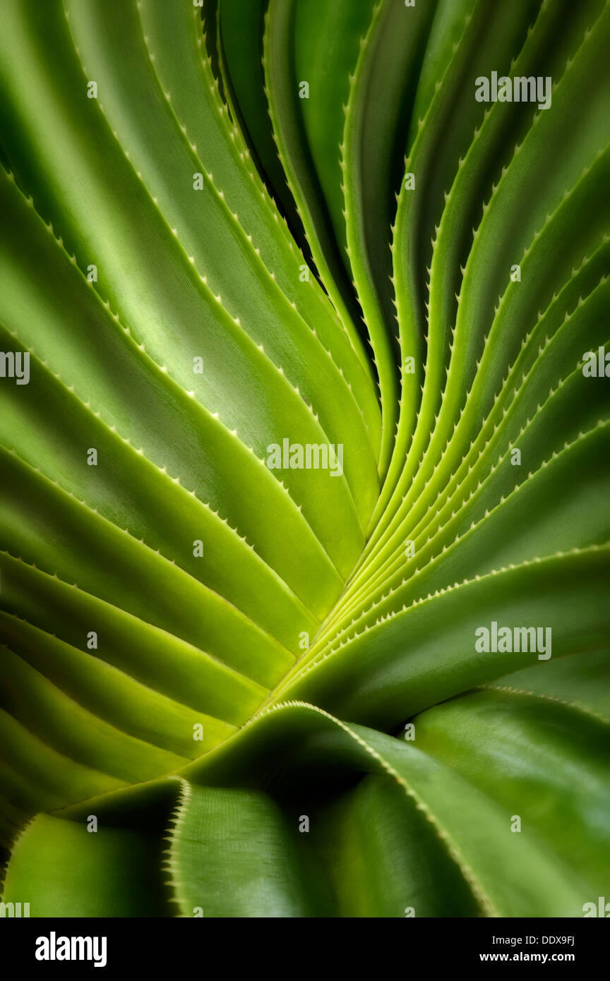 Close up of a succulent plant. Bora Bora. French Polynesia Stock Photo ...