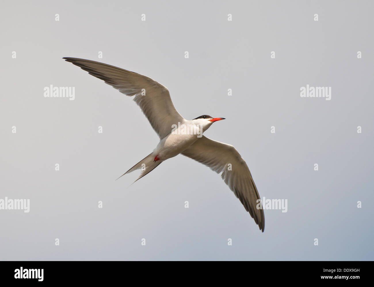 CommonTern, Sterna hirundo, Flying Stock Photo - Alamy