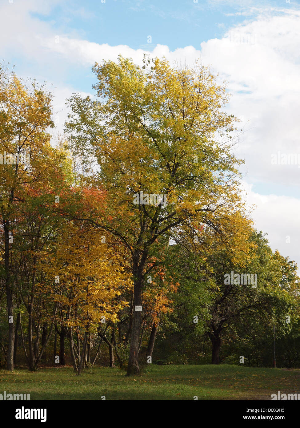 Park in the fall Stock Photo - Alamy