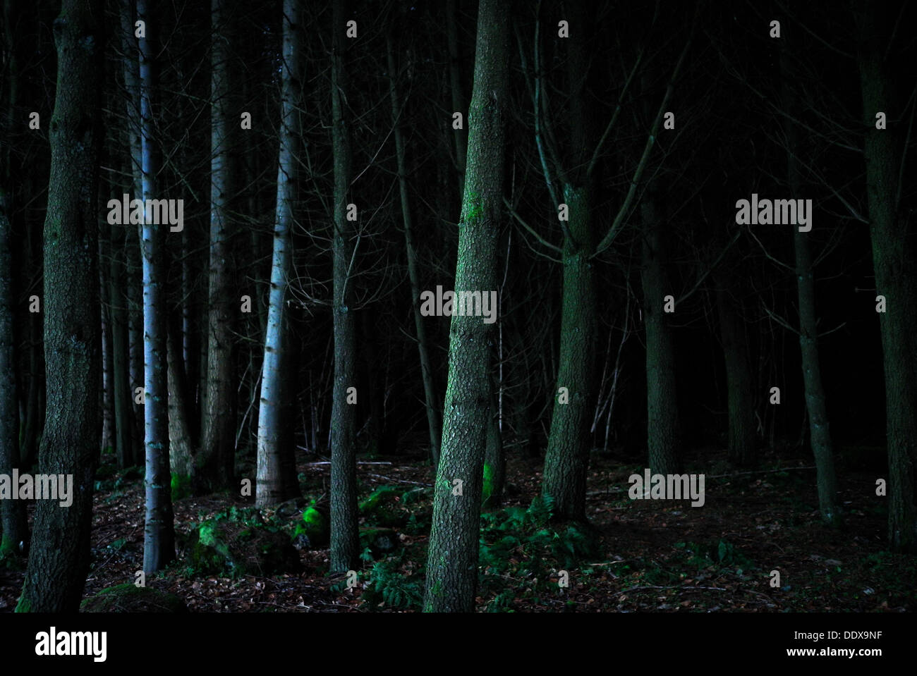 Trees in a dark forest Stock Photo - Alamy