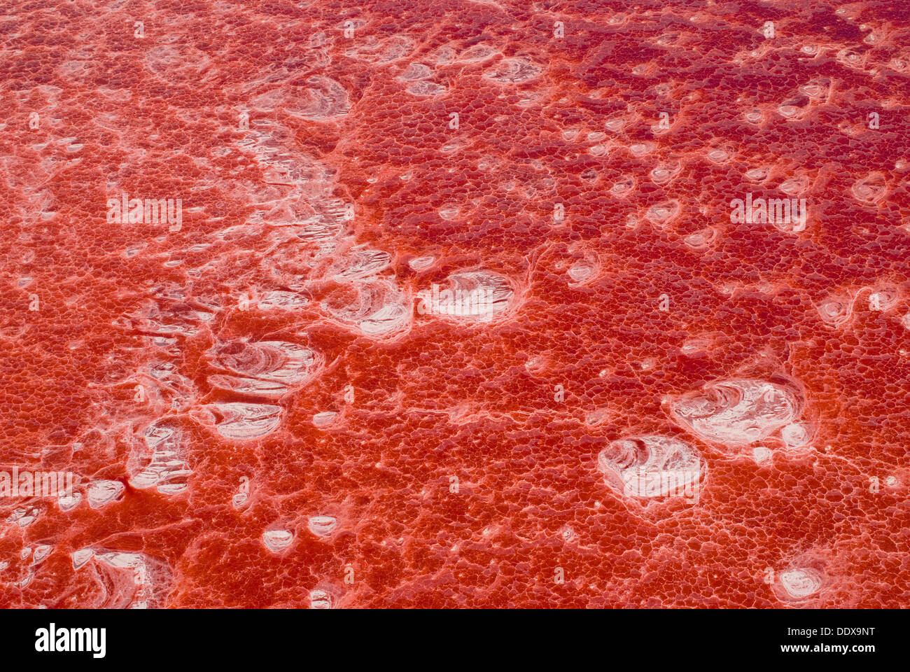Cyanobacteria hi-res stock photography and images - Alamy