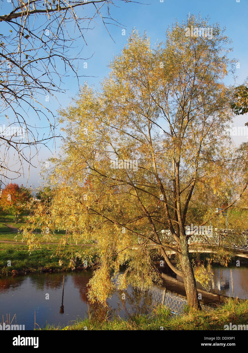 Park in the fall Stock Photo - Alamy