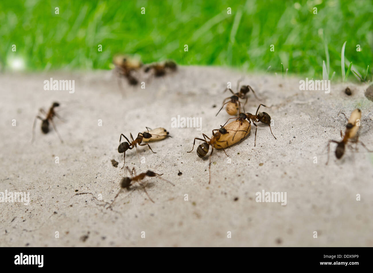 Group of ants hi-res stock photography and images - Alamy