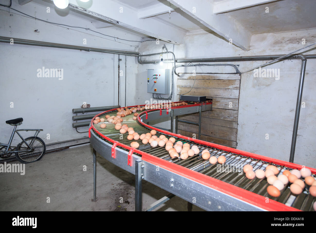 Poultry Farm. Industrial production of edible egg Stock Photo - Alamy