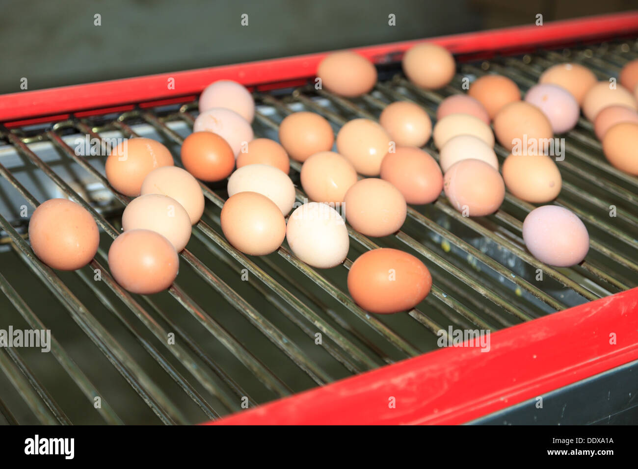 Poultry Farm. Industrial production of edible egg Stock Photo - Alamy