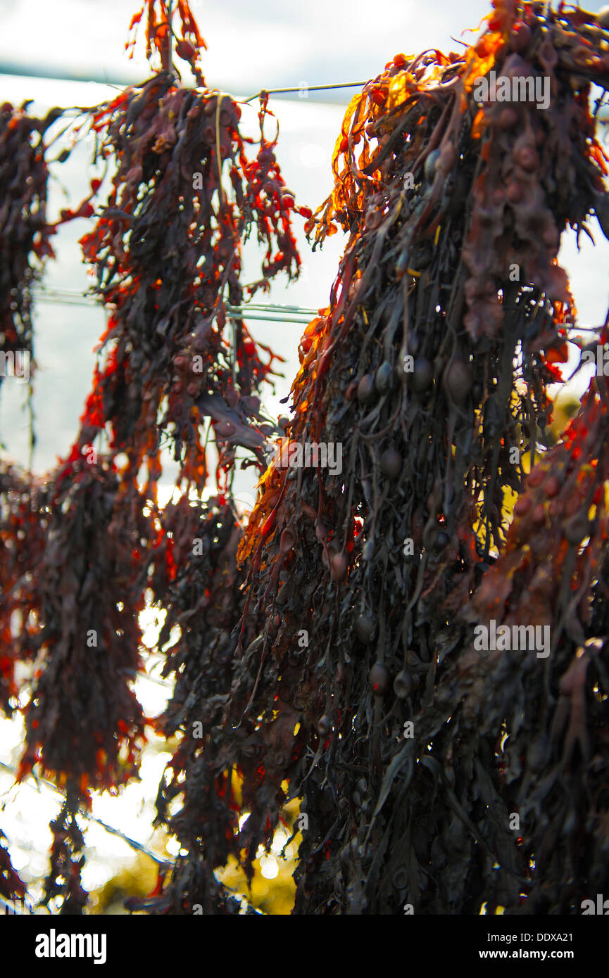 Seaweed Drying on a Fence Stock Photo - Alamy