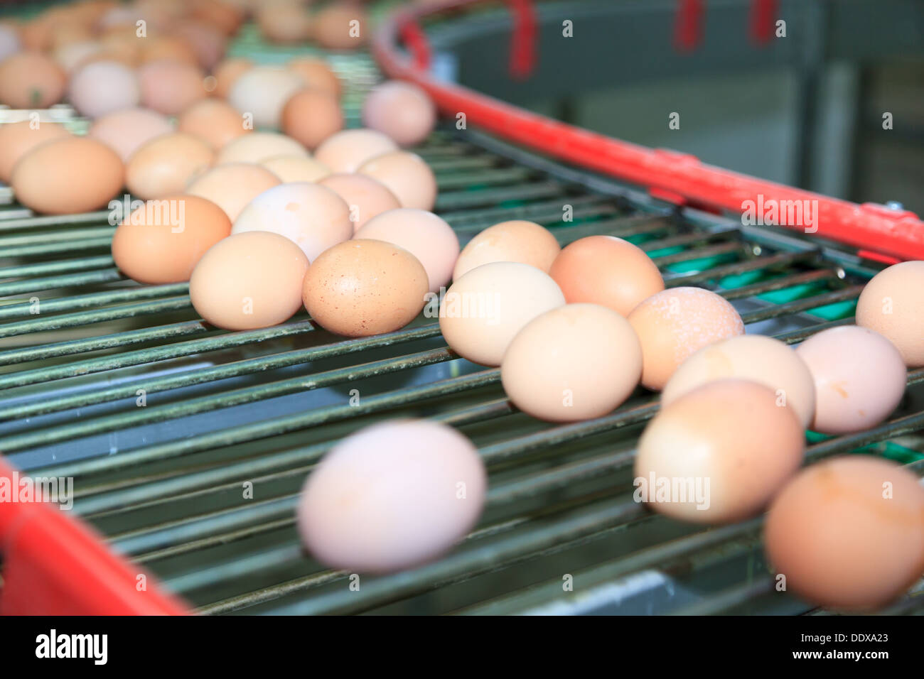 Poultry Farm. Industrial production of edible egg Stock Photo - Alamy