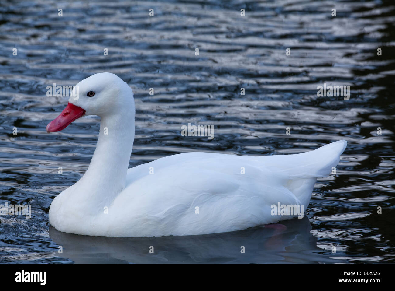 Coscoroba swans hi-res stock photography and images - Alamy