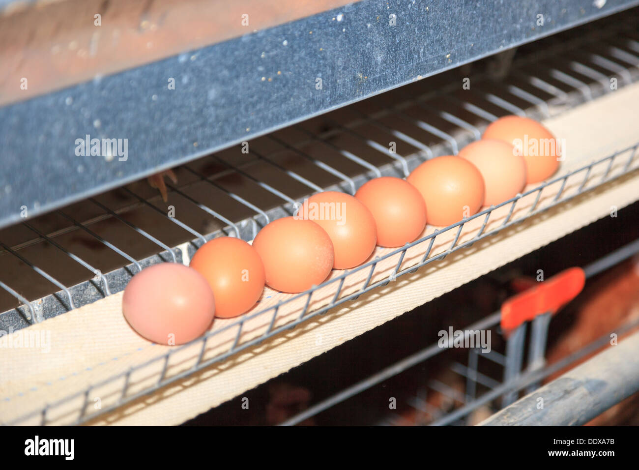 Poultry Farm. Industrial production of edible egg Stock Photo - Alamy