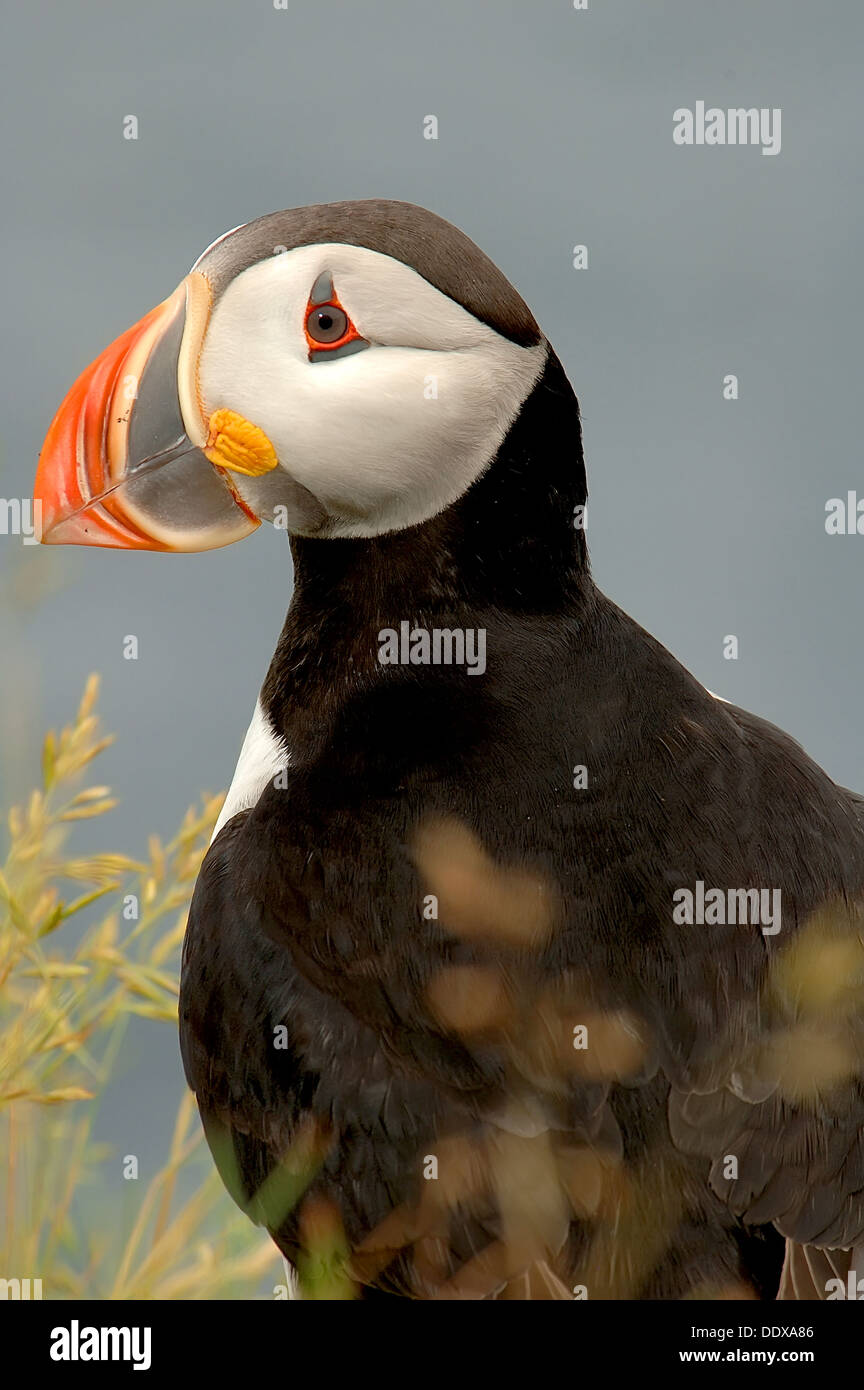 Atlantic Puffin portrait Stock Photo - Alamy