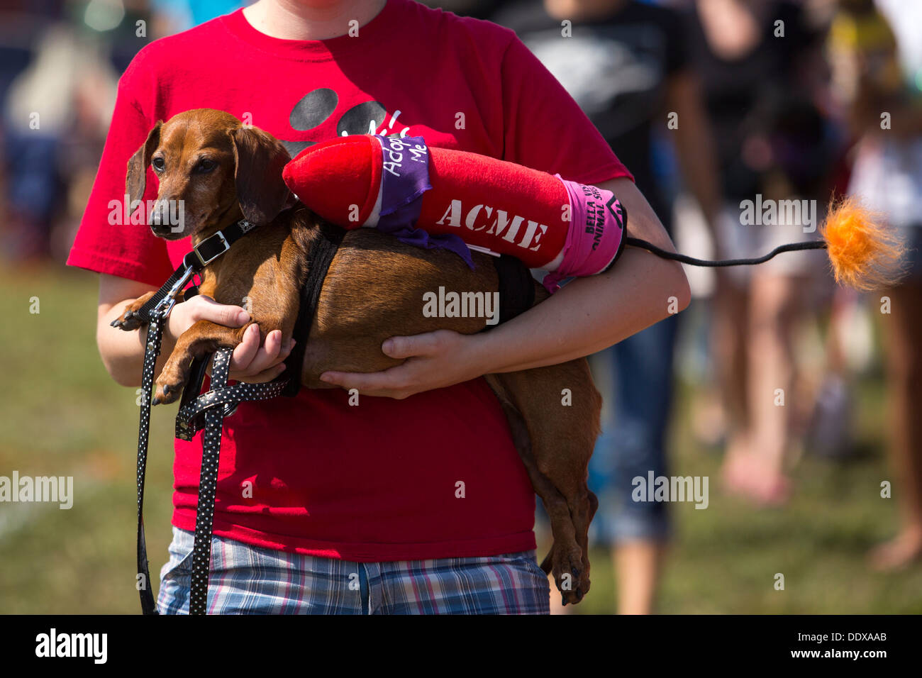A shorthaired dachshund in costume is carried by its owner at the ...