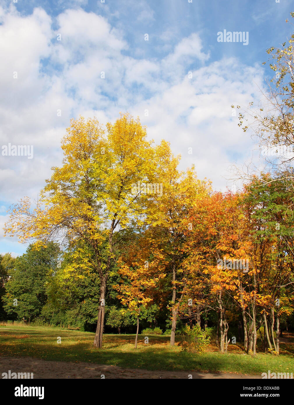 Park in the fall Stock Photo - Alamy