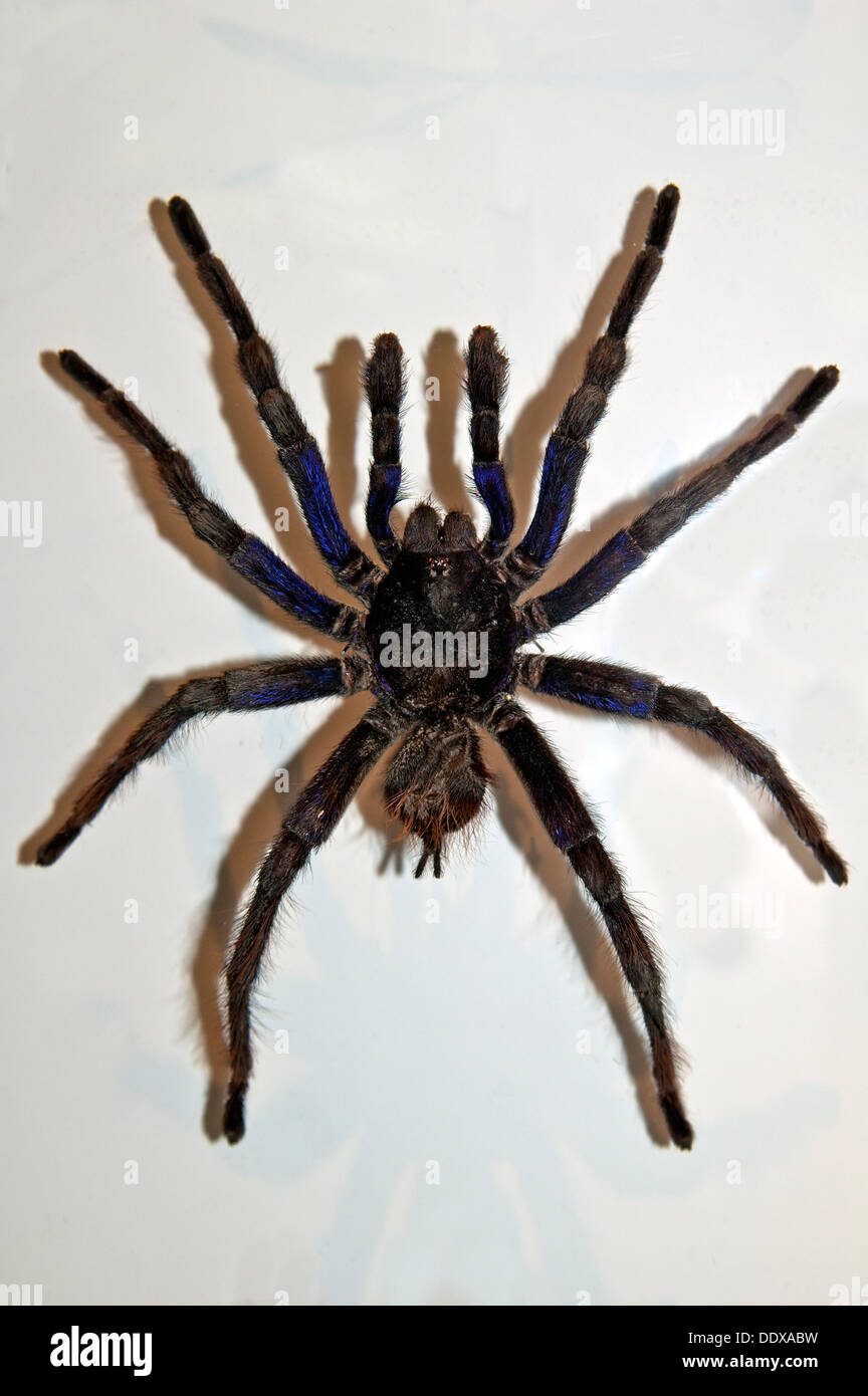 Tarantula spider hi-res stock photography and images - Alamy