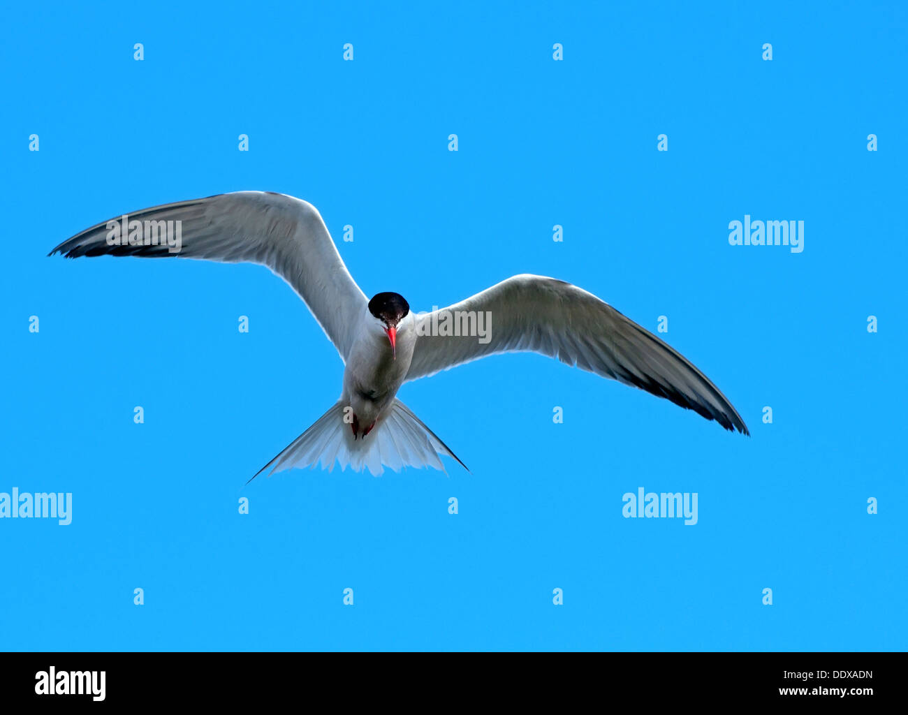 Common Tern Flying Stock Photo - Alamy