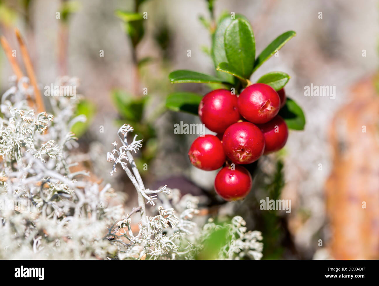 Zoomed bunch of ripe foxberry mixed with moss Stock Photo - Alamy