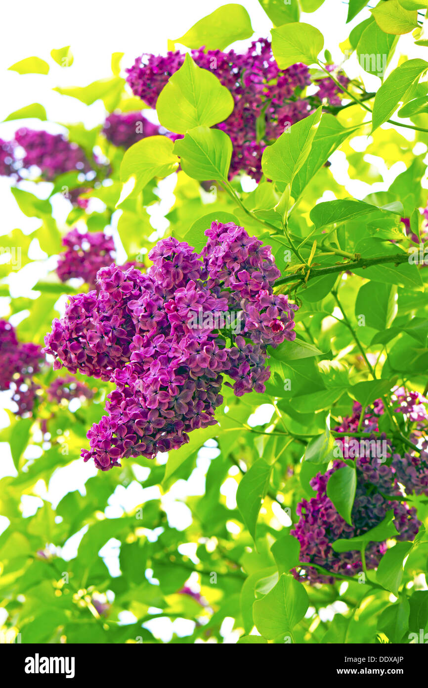 Syringa garden hi-res stock photography and images - Alamy
