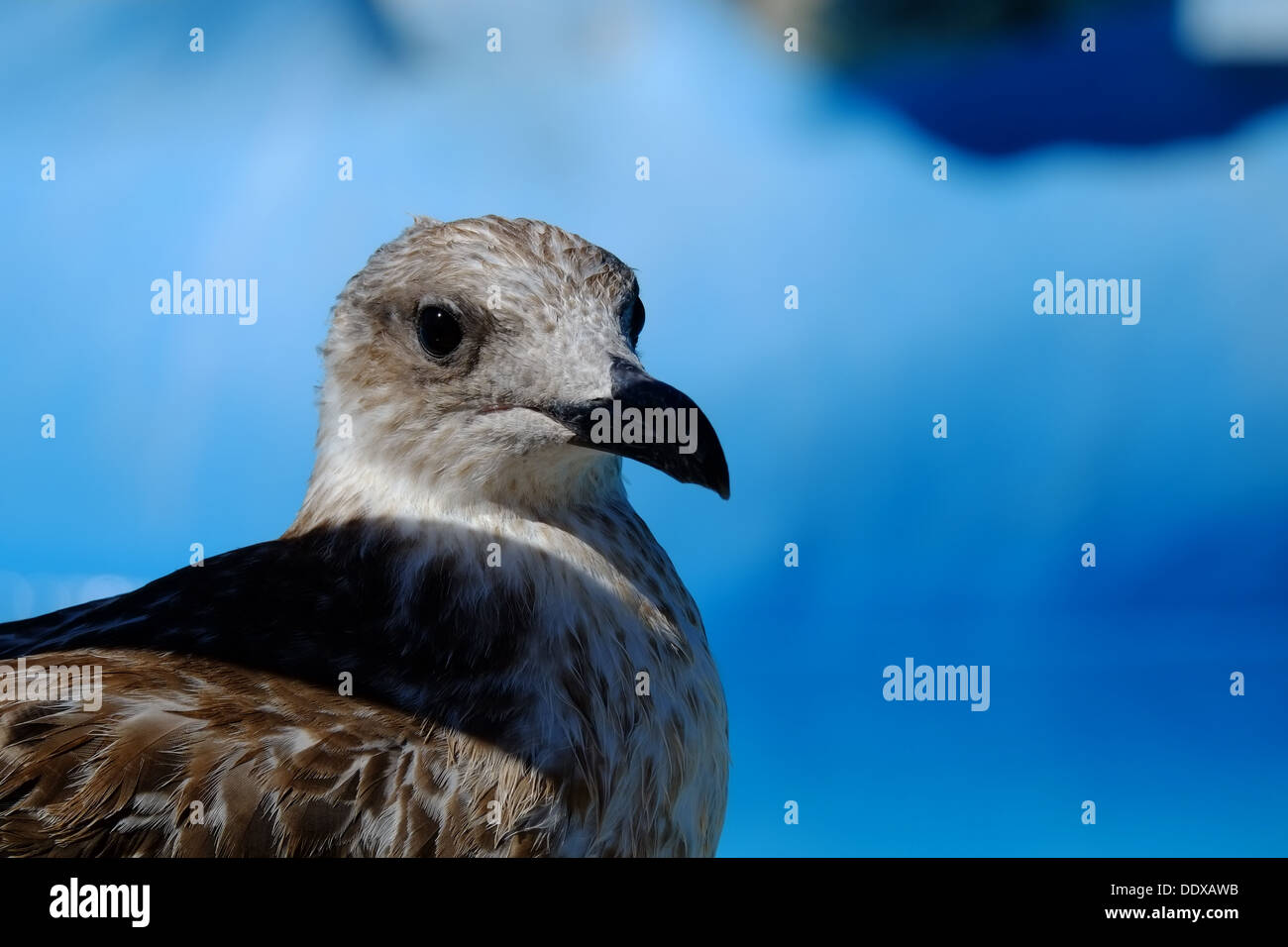 Seagull portrait hi-res stock photography and images - Alamy