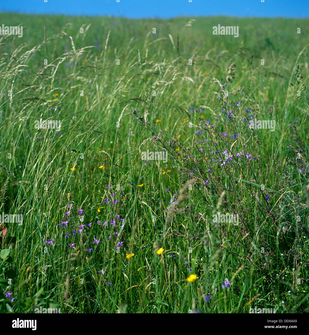 Herbs and grasses hi-res stock photography and images - Alamy