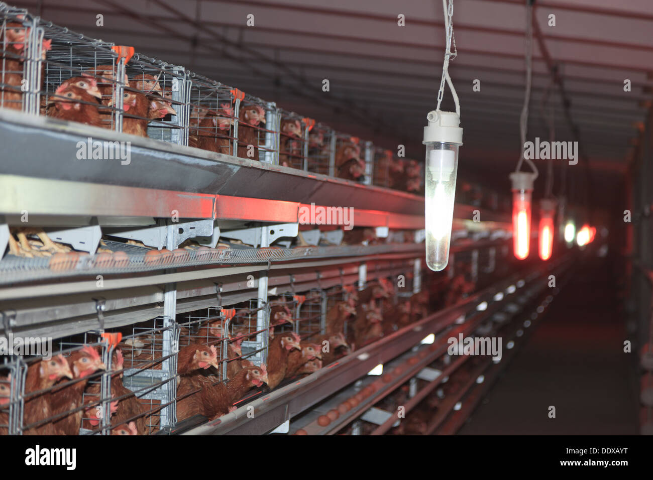 Poultry Farm. Industrial production of edible egg Stock Photo - Alamy