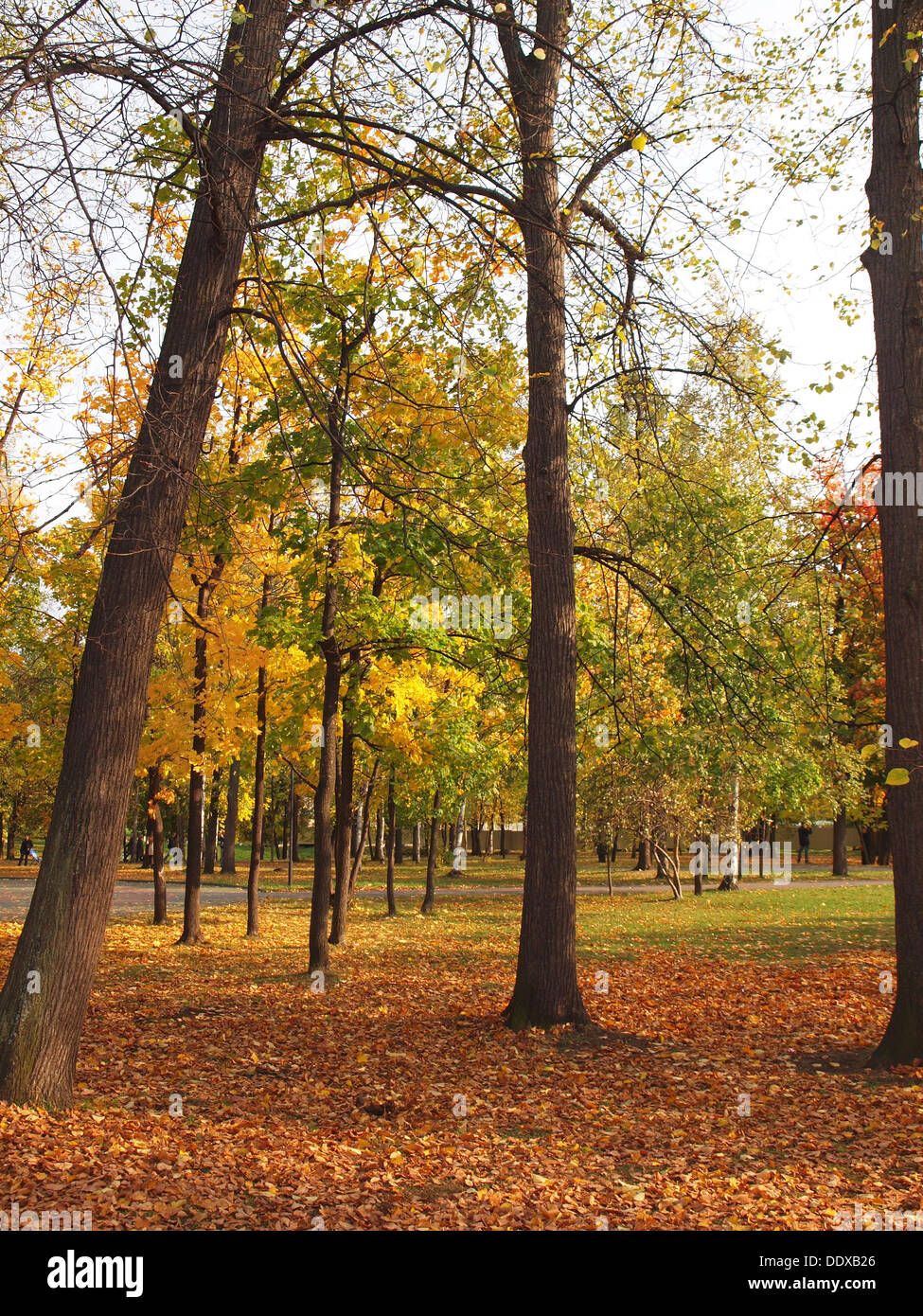 Park in the fall Stock Photo - Alamy