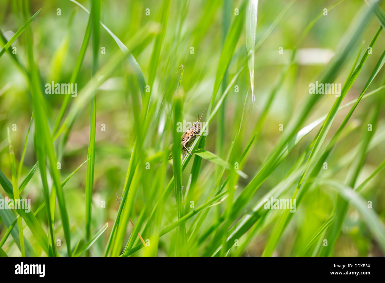 Zoomed grasshopper cling to grass stem and hide hi-res stock ...