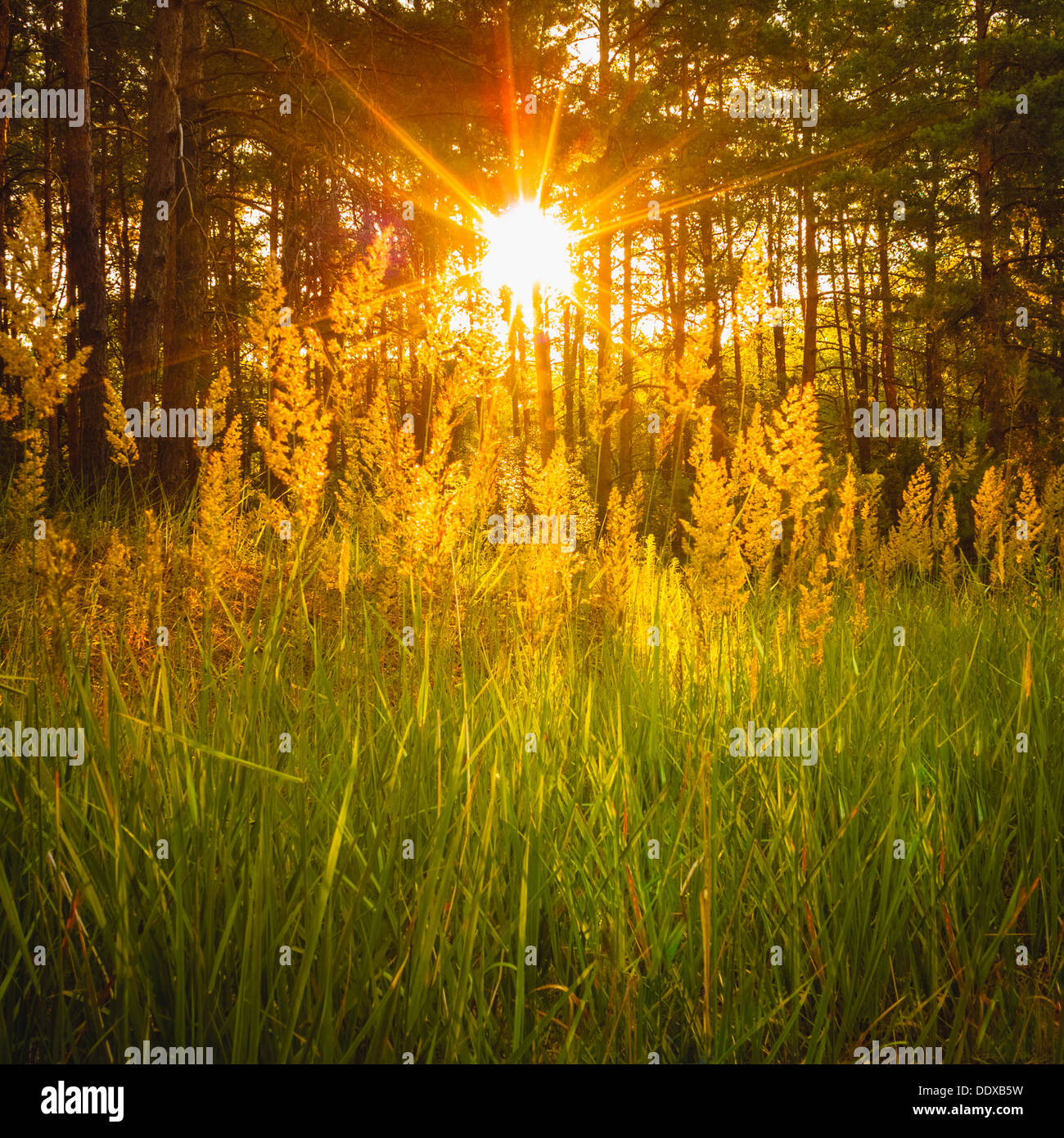 Sunlight In The Green Forest, Summer Time Stock Photo - Alamy