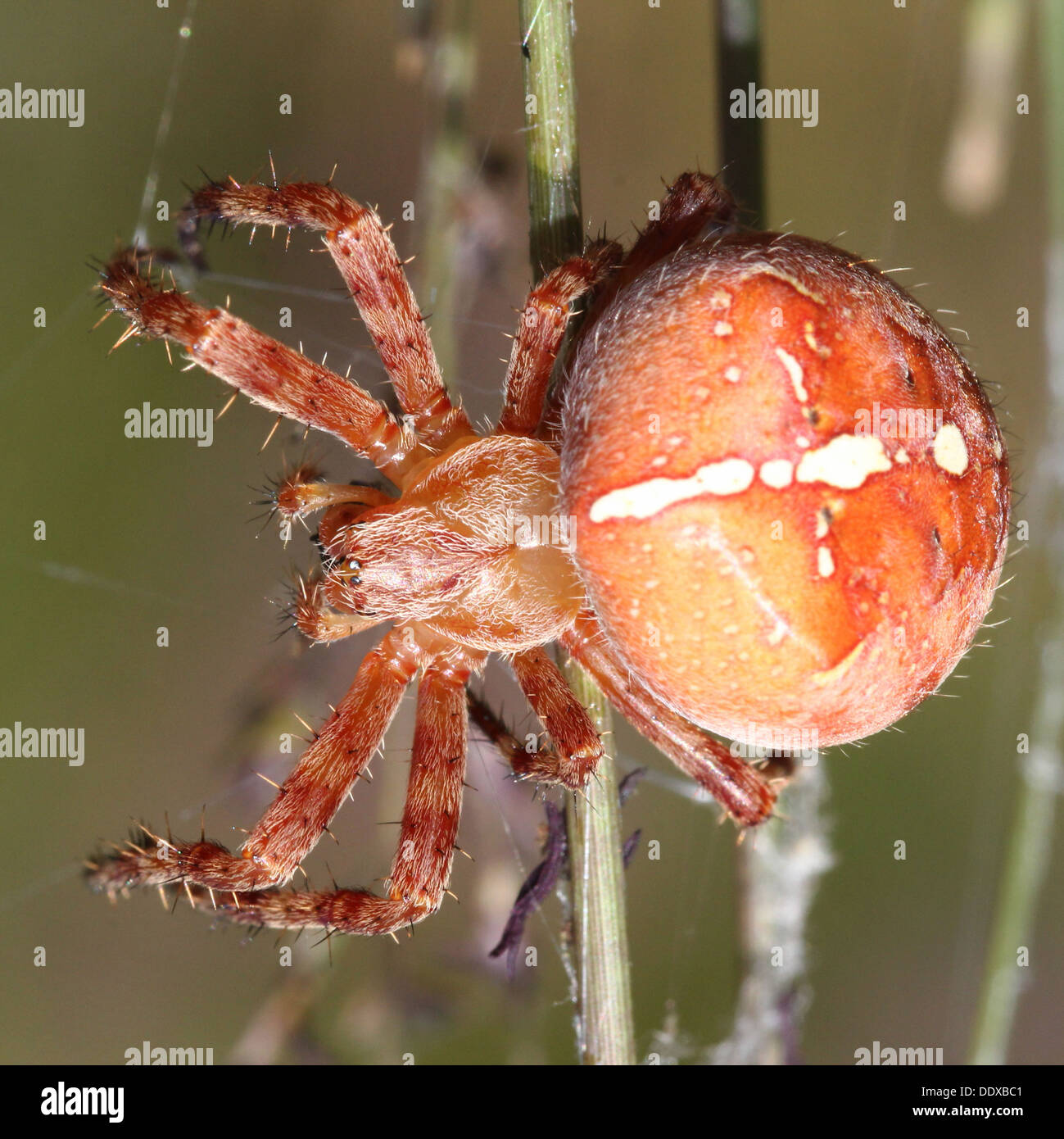 Araneus Quadratus