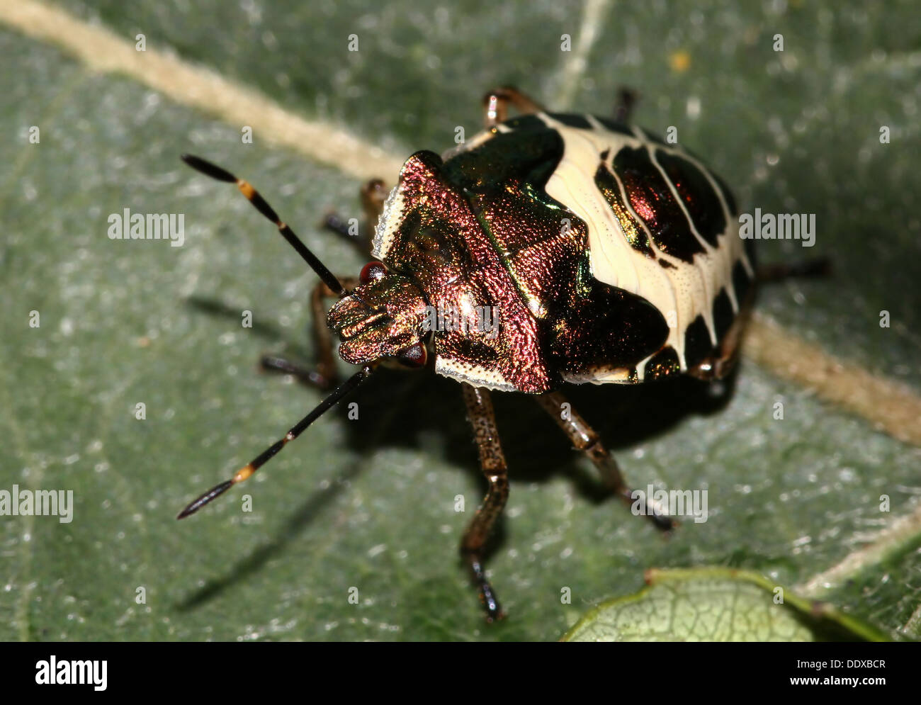 Rape bug or crucifer shield bug (Eurydema oleracea) both as a nymph and ...