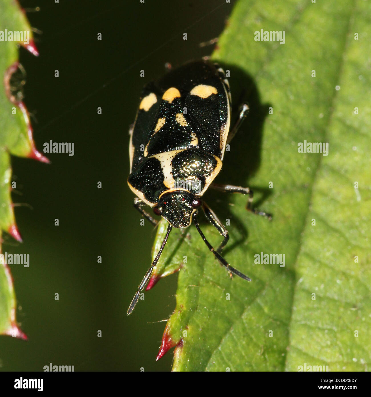 Rape bug or crucifer shield bug (Eurydema oleracea) both as a nymph and ...
