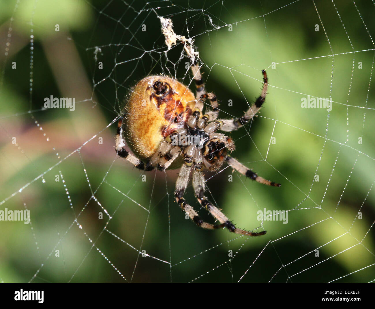 Close-up of an enormous female four-spot orb-weaver (Araneus quadratus ...