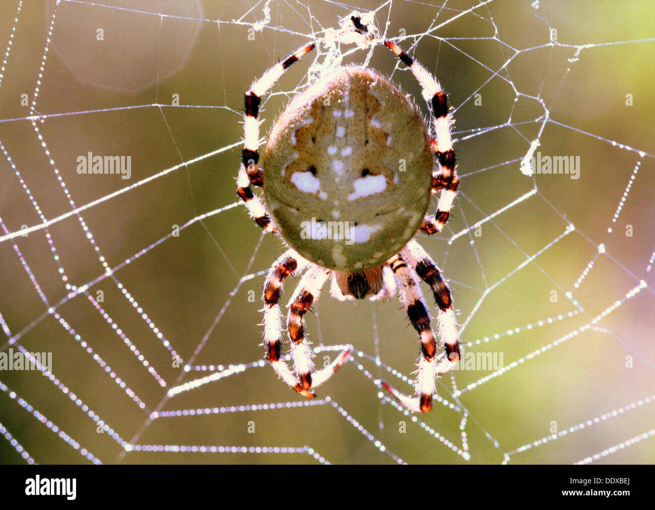 Close-up of an enormous female four-spot orb-weaver (Araneus quadratus ...