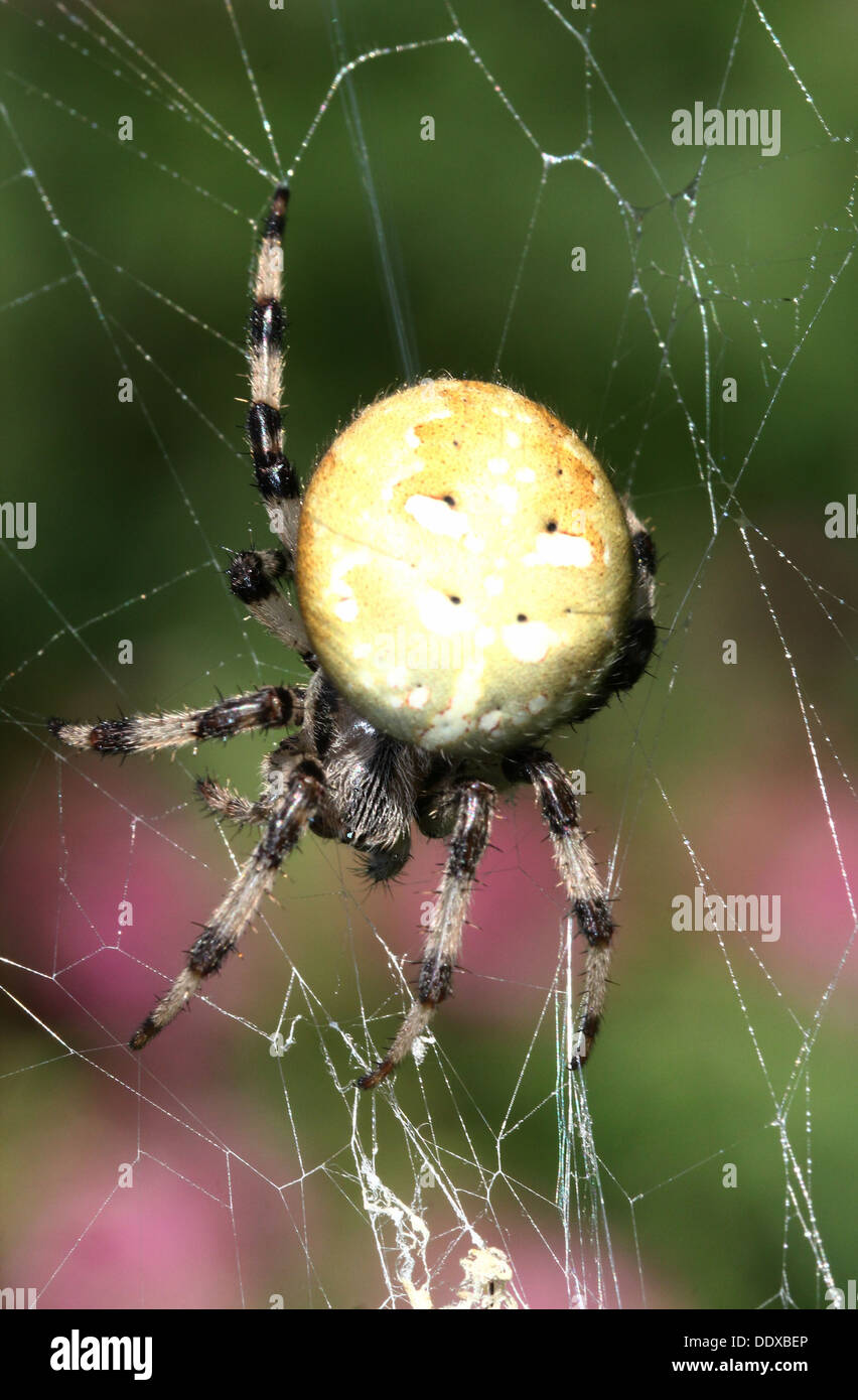 Close-up of an enormous female four-spot orb-weaver (Araneus quadratus ...