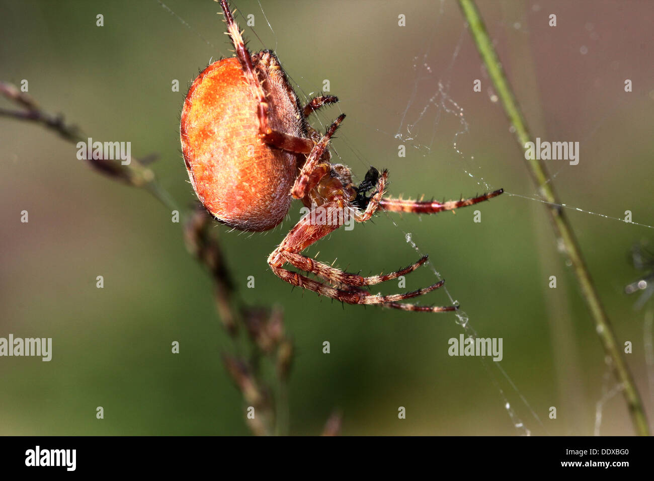 Close-up of an enormous female four-spot orb-weaver (Araneus quadratus ...