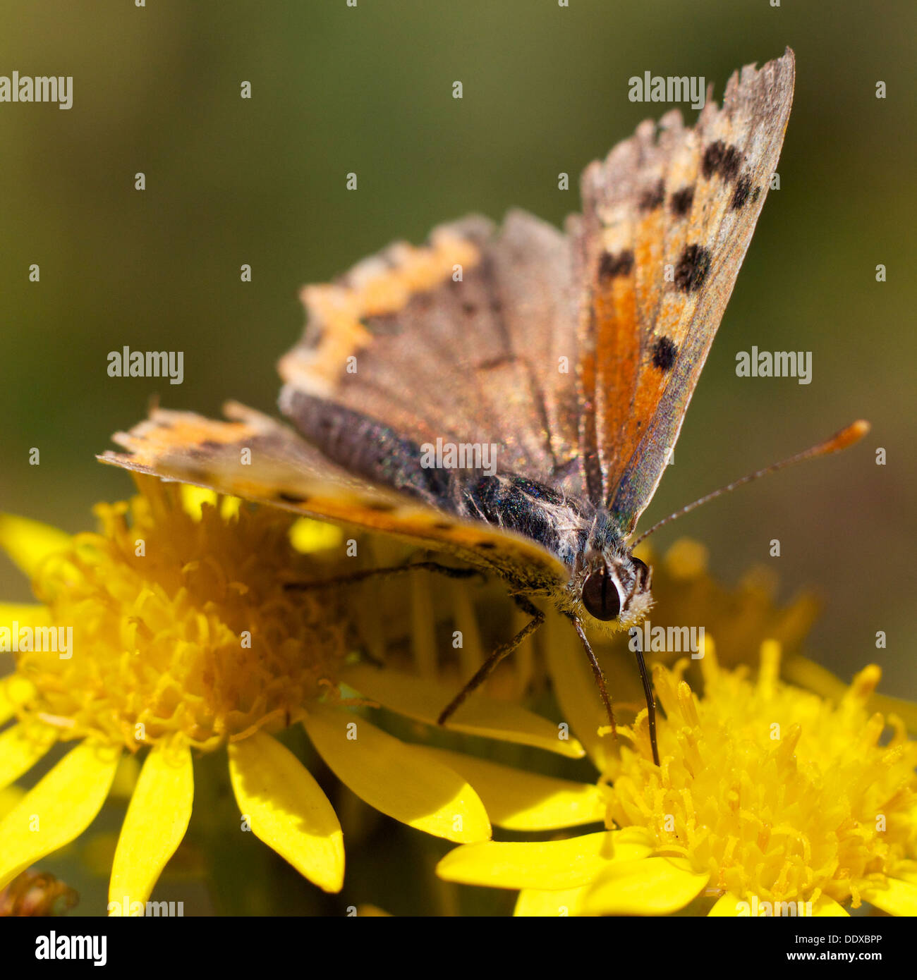 Small Copper Butterfly Stock Photo - Alamy