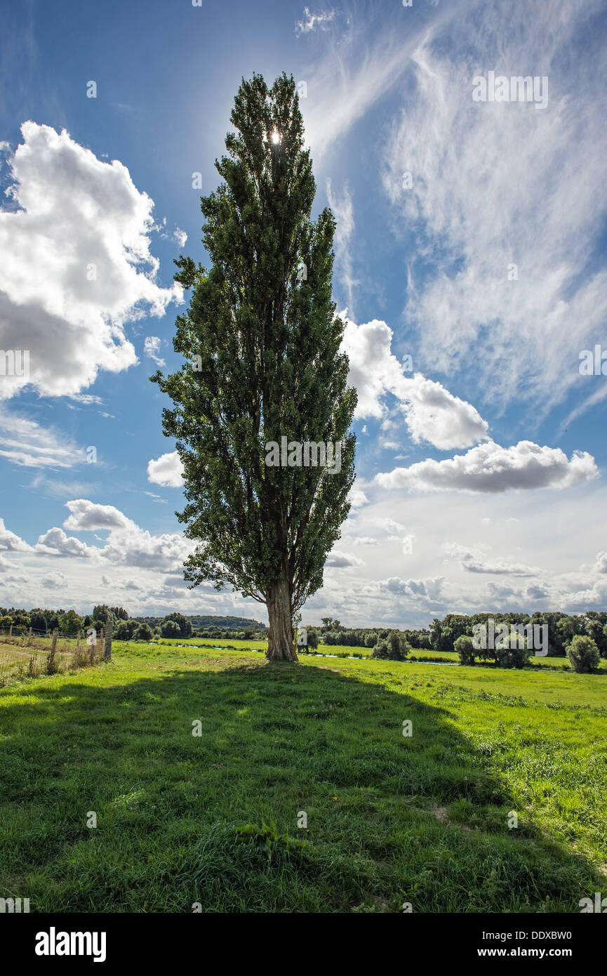 Single bush on skyline hi-res stock photography and images - Alamy