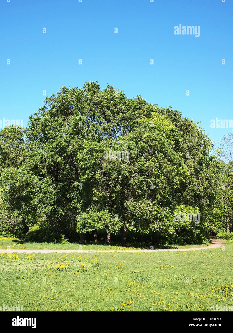 summer park, trees Stock Photo - Alamy