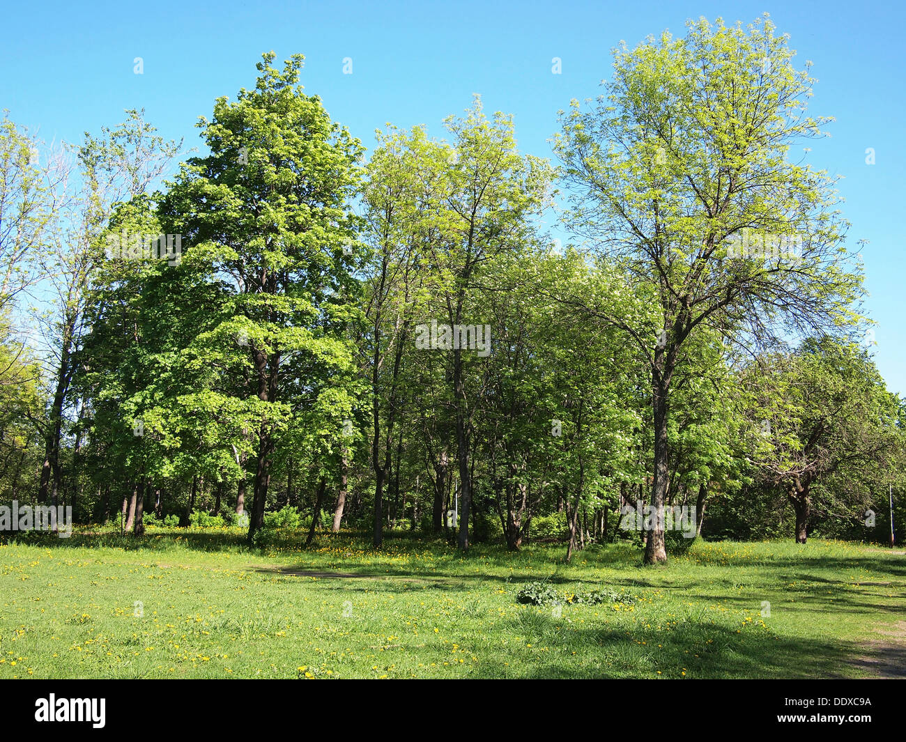 summer park, trees Stock Photo - Alamy