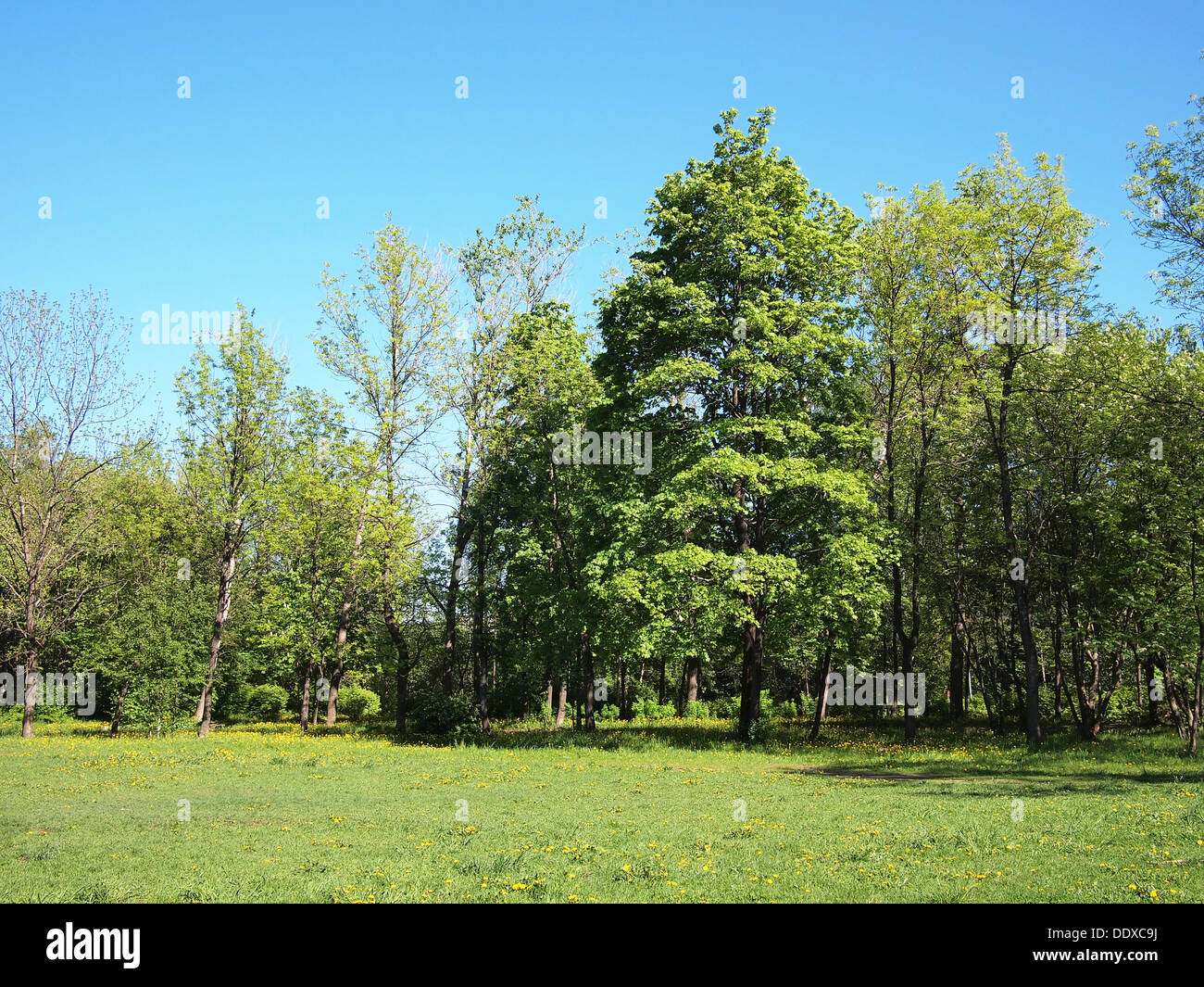 summer park, trees Stock Photo - Alamy