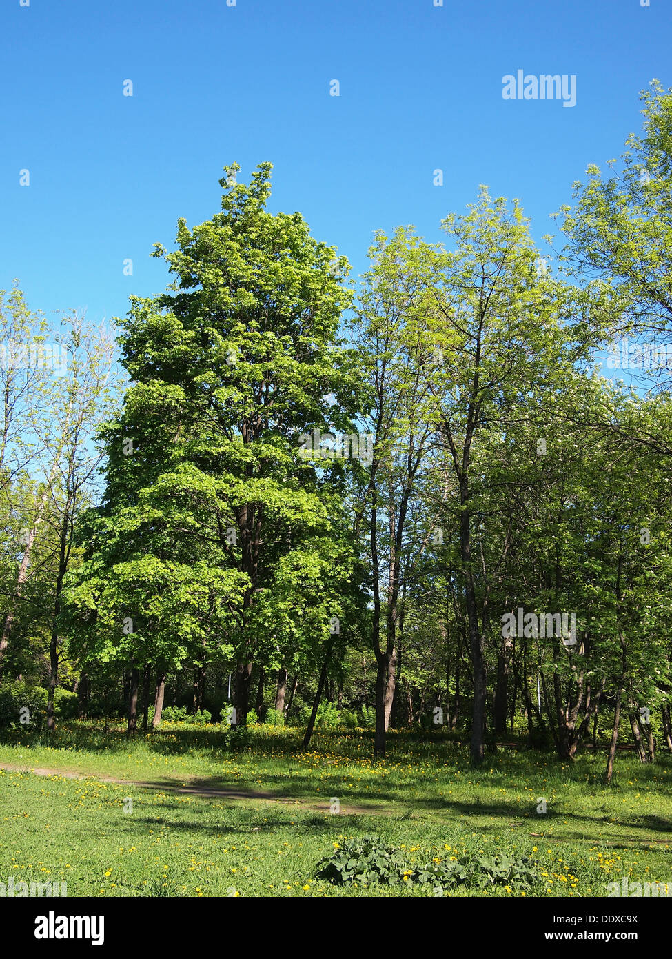 summer park, trees Stock Photo - Alamy
