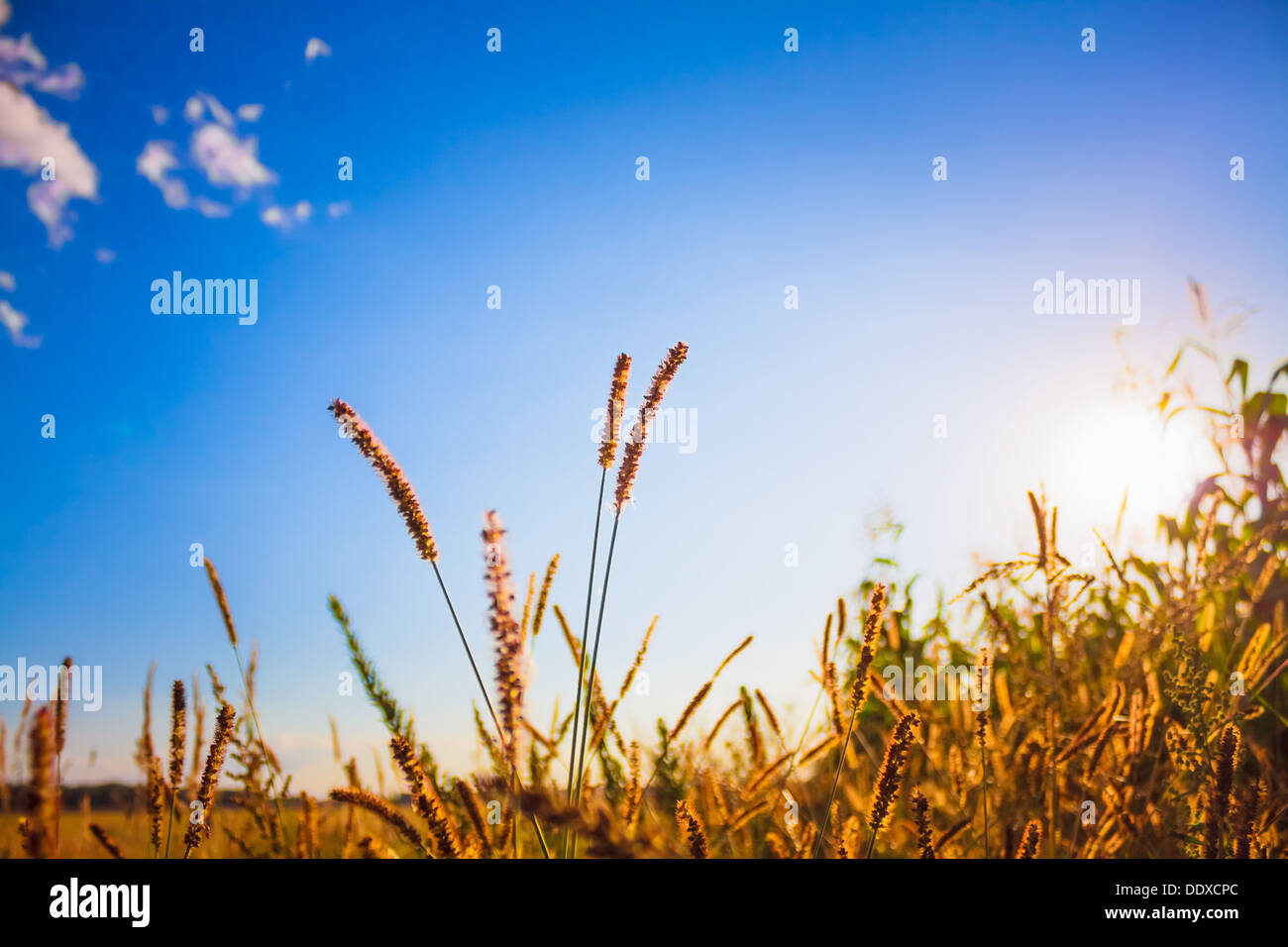 Dry red grass field meadow in sunset sunlight Stock Photo - Alamy