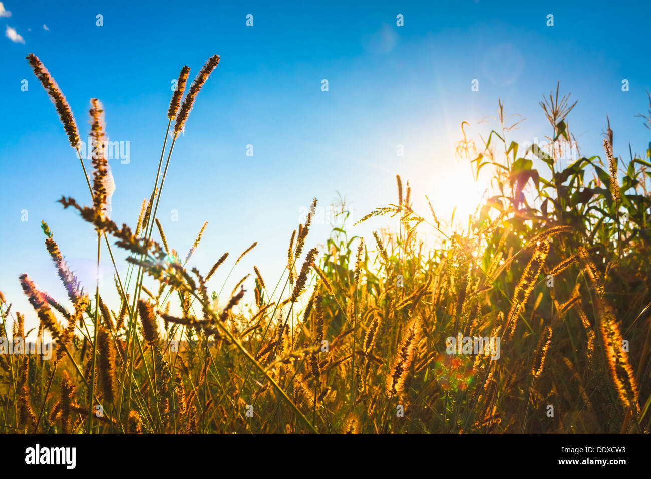 Red grass field hi-res stock photography and images - Alamy