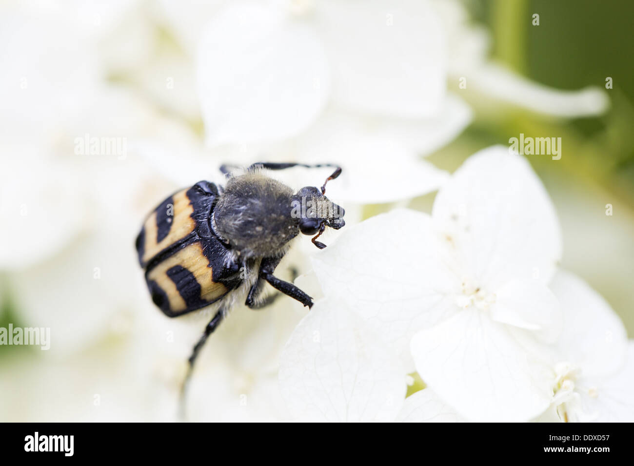Patterned bug crawling over white petals at garden Stock Photo - Alamy