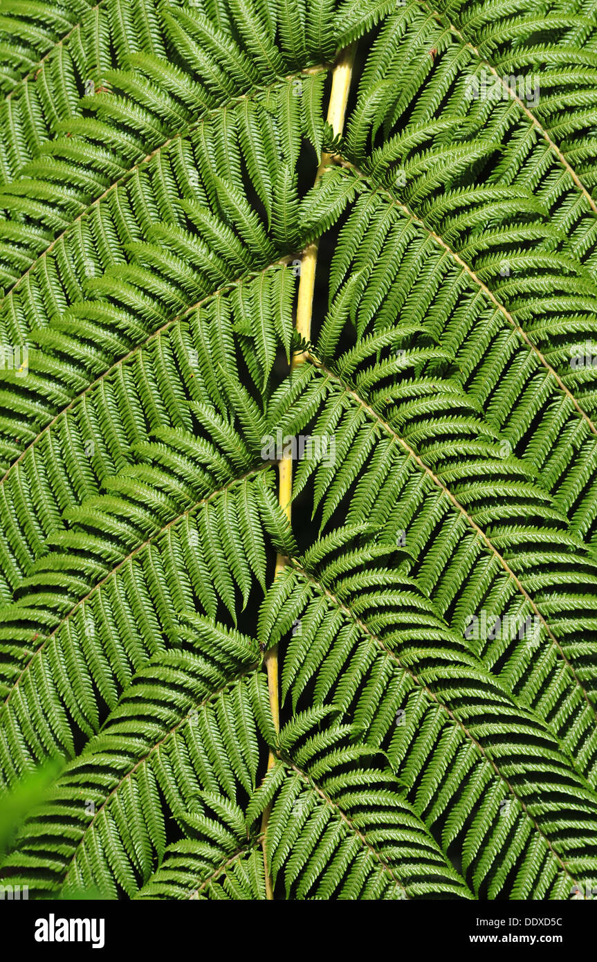 Silver tree fern silver fern ponga hi-res stock photography and images ...