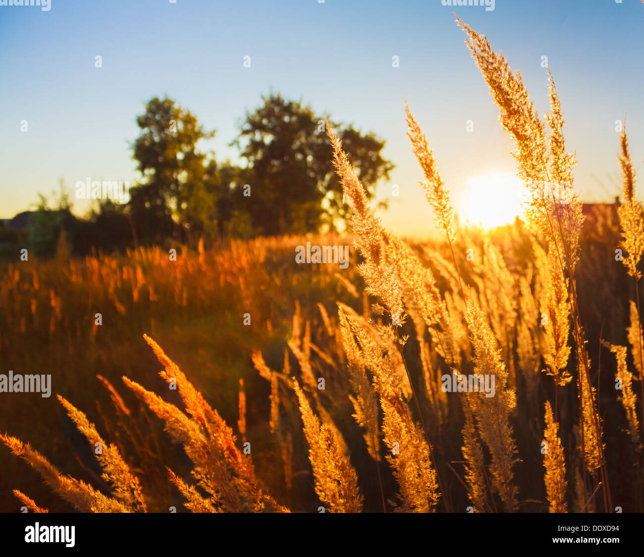 Red grass hi-res stock photography and images - Alamy