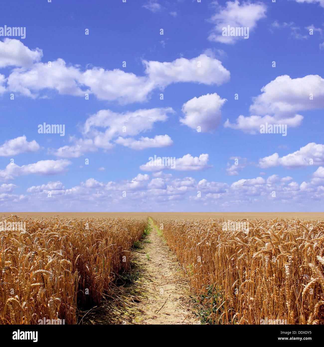 Field path cereal crop hi-res stock photography and images - Alamy
