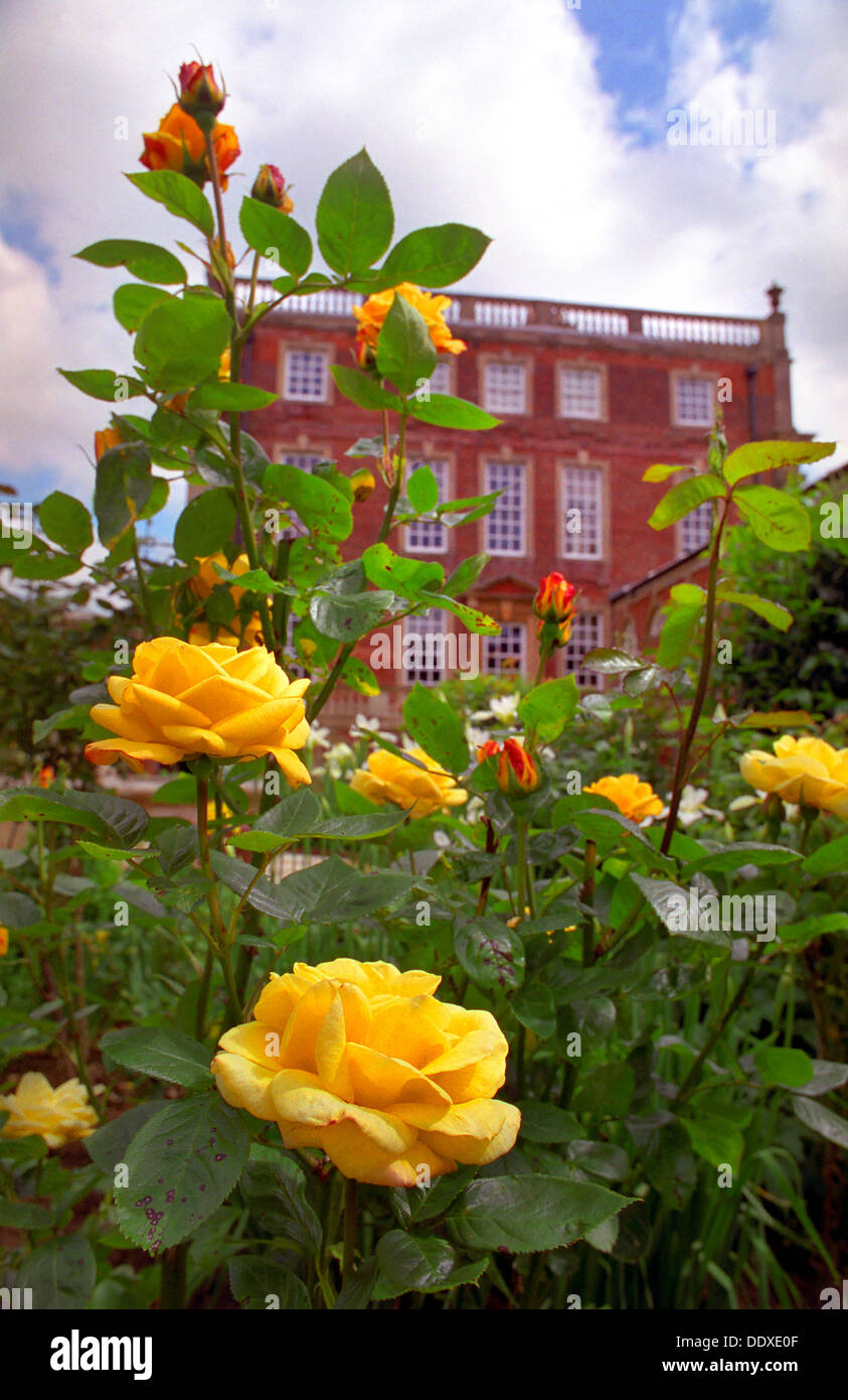 Yellow rose bush at Ven House near Sherborne, Dorset. 1999 Stock Photo ...