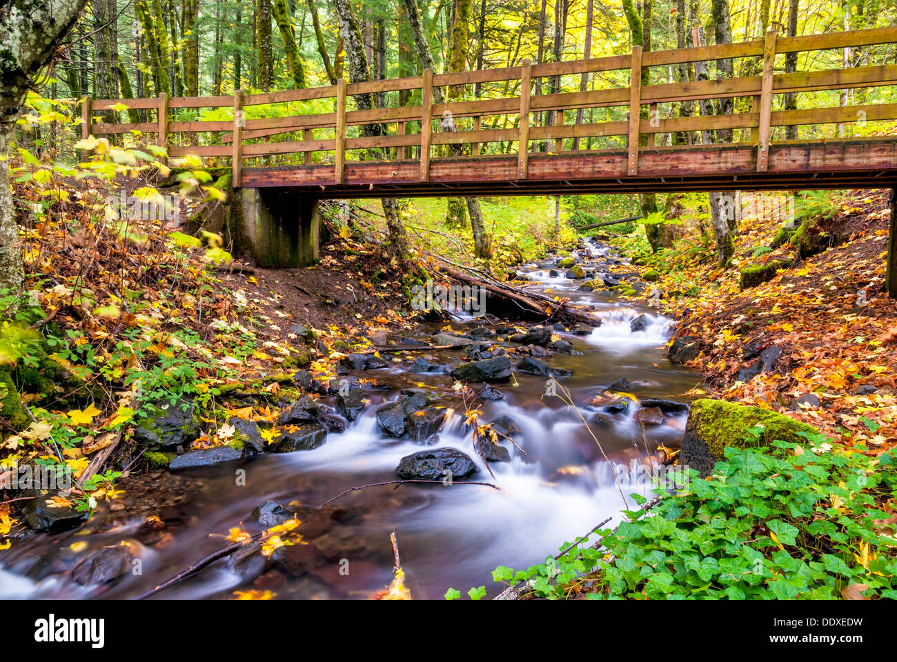 Wooden bridge in the forest hi-res stock photography and images - Alamy