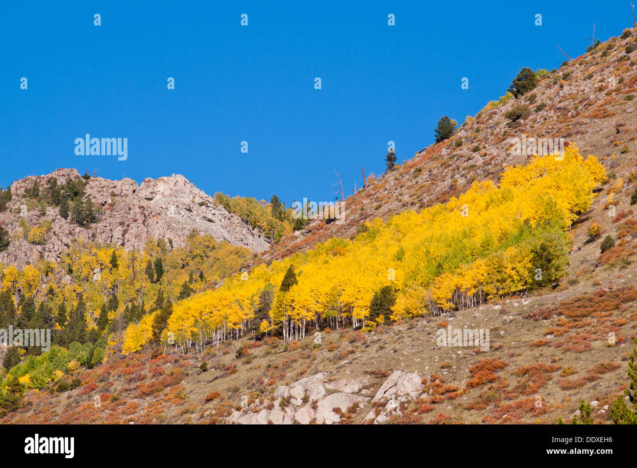 Yellow aspens in autumn, Colorado Stock Photo - Alamy