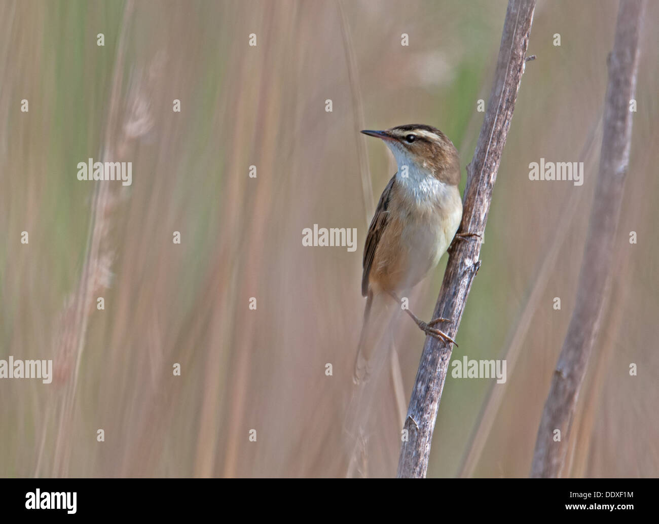 Sedge warbler- acrocephalus schoenobaenus. Spring. Uk Stock Photo - Alamy